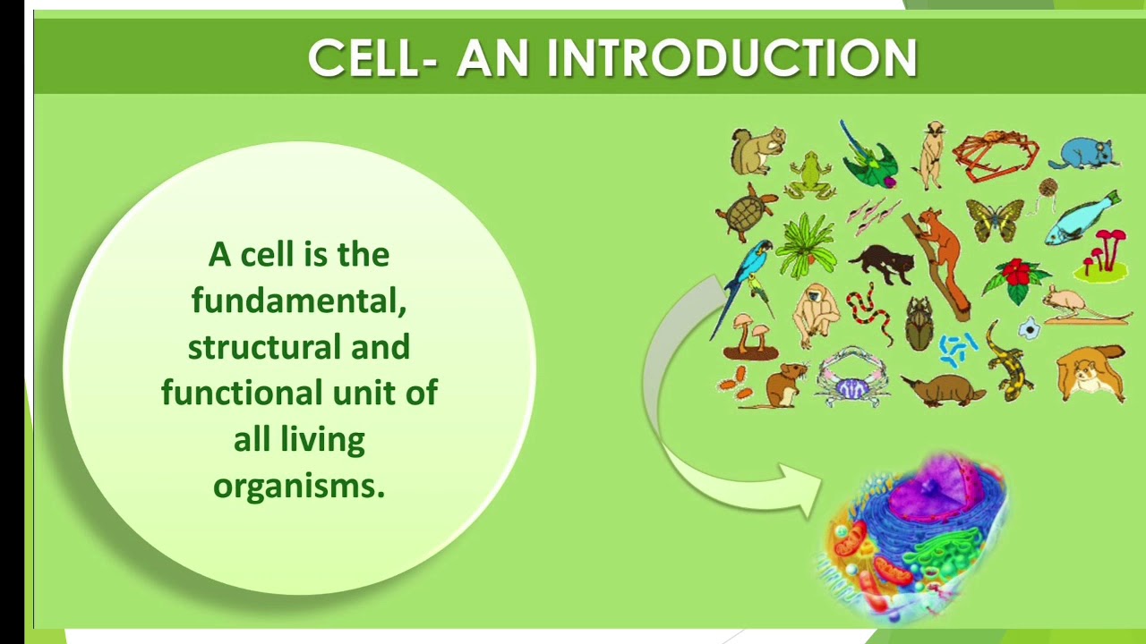 Cell: The structural and functional unit of life, class 9, Lecture 1 ...