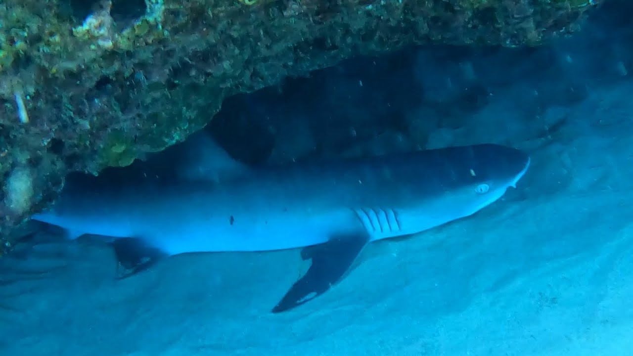 11/18/2023 Reef shark, Hawaiian monk seal, eel, etc. Leeward Oahu - YouTube