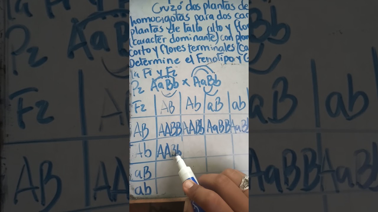 Segunda generación filial F2 cruce dihíbrido - YouTube