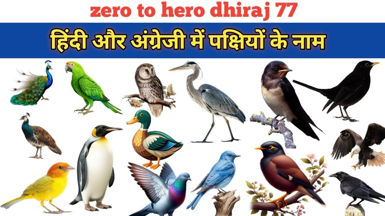 Bird's name in Hindi and English // zero to hero dhiraj 77 - YouTube