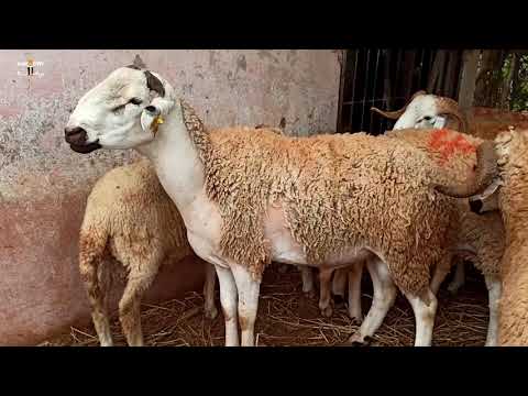 شحال تمن حولي في مدينة بركان