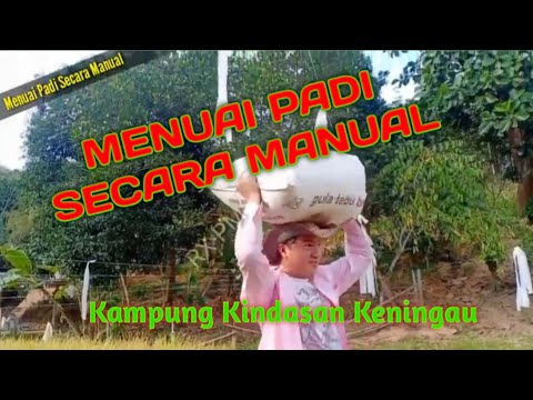 MENUAI PADI CARA SEMI TRADISIONAL - YouTube