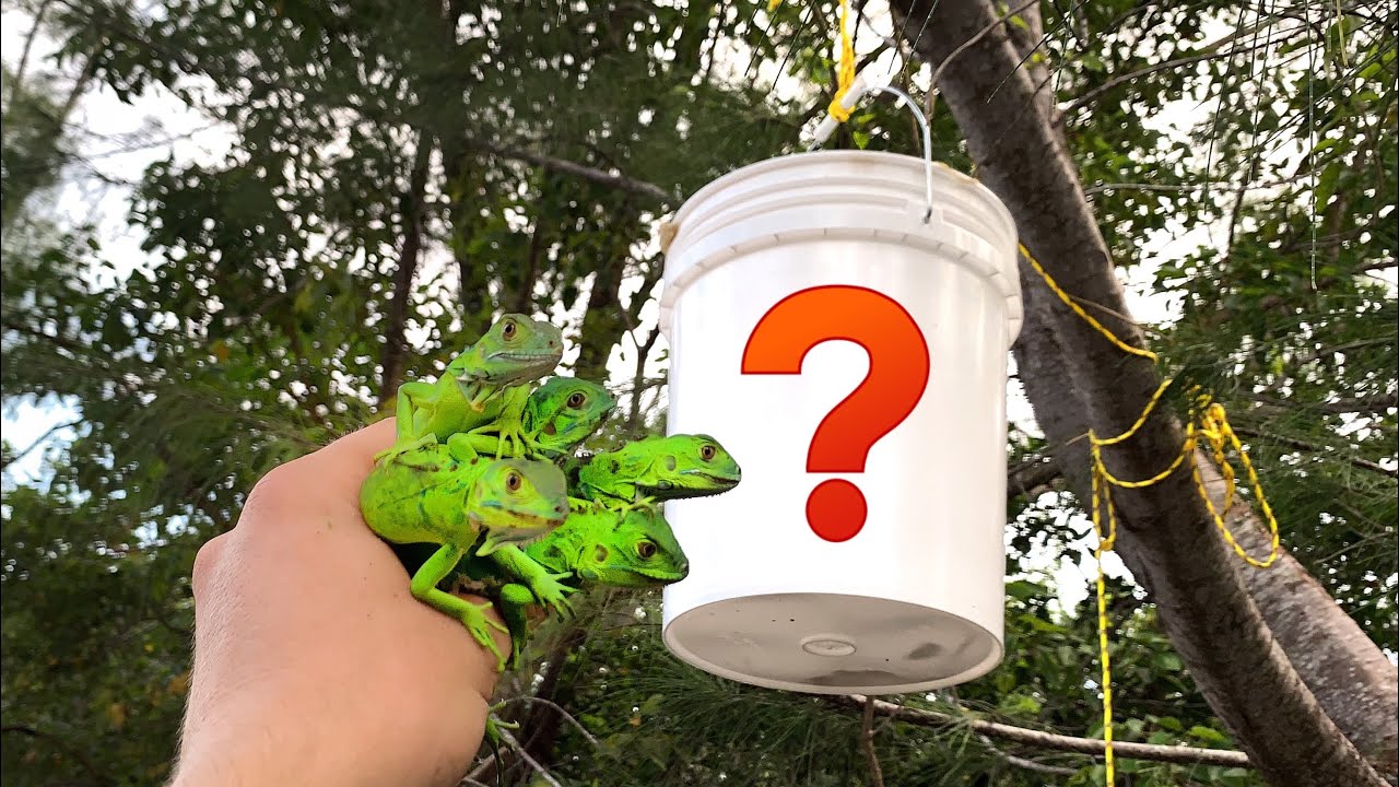 HANGING BUCKET TRAP CATCHES GREEN LIZARDS ! - YouTube