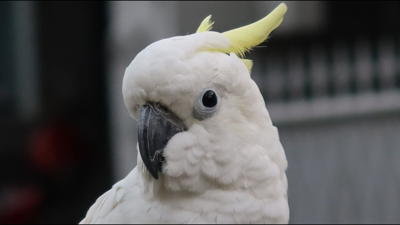 Cacatoa [CloseUp] Feeding - YouTube