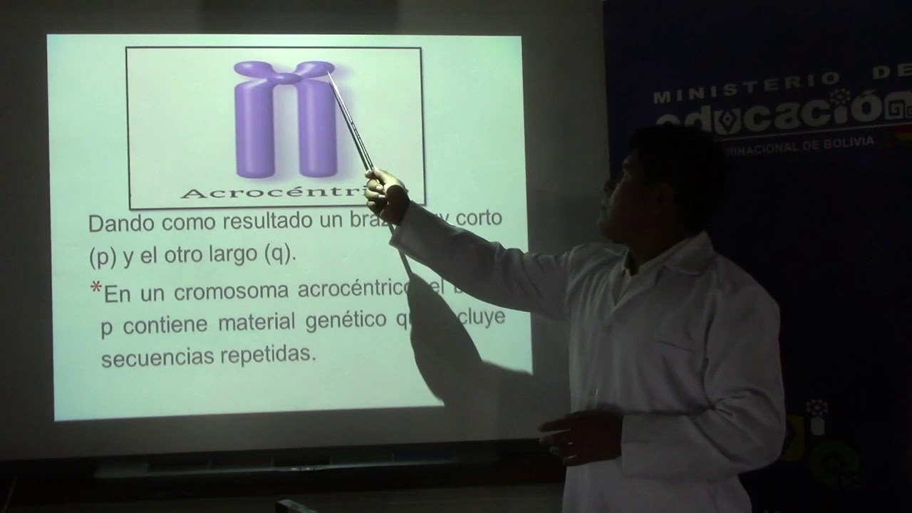 11 CROMOSOMA ACROCENTRICO - YouTube