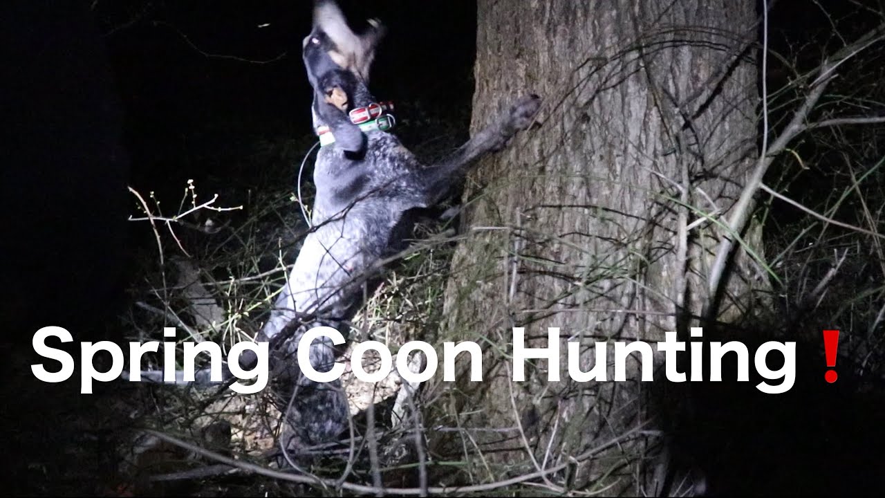 Spring Time Coon Hunting! (Coon Hunting With Dogs) - YouTube