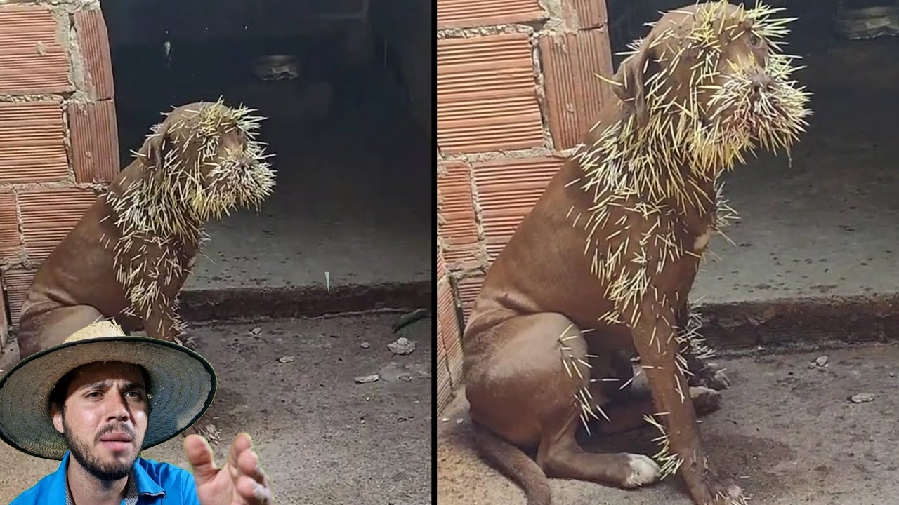 Esse andou abraçando o Luiz Cacheiro - YouTube