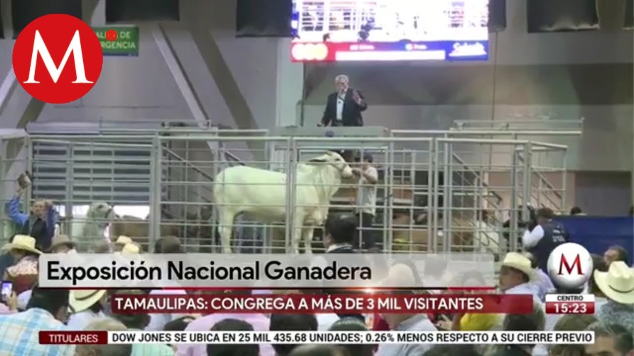 Celebran exposición nacional ganadera en Tamaulipas - YouTube