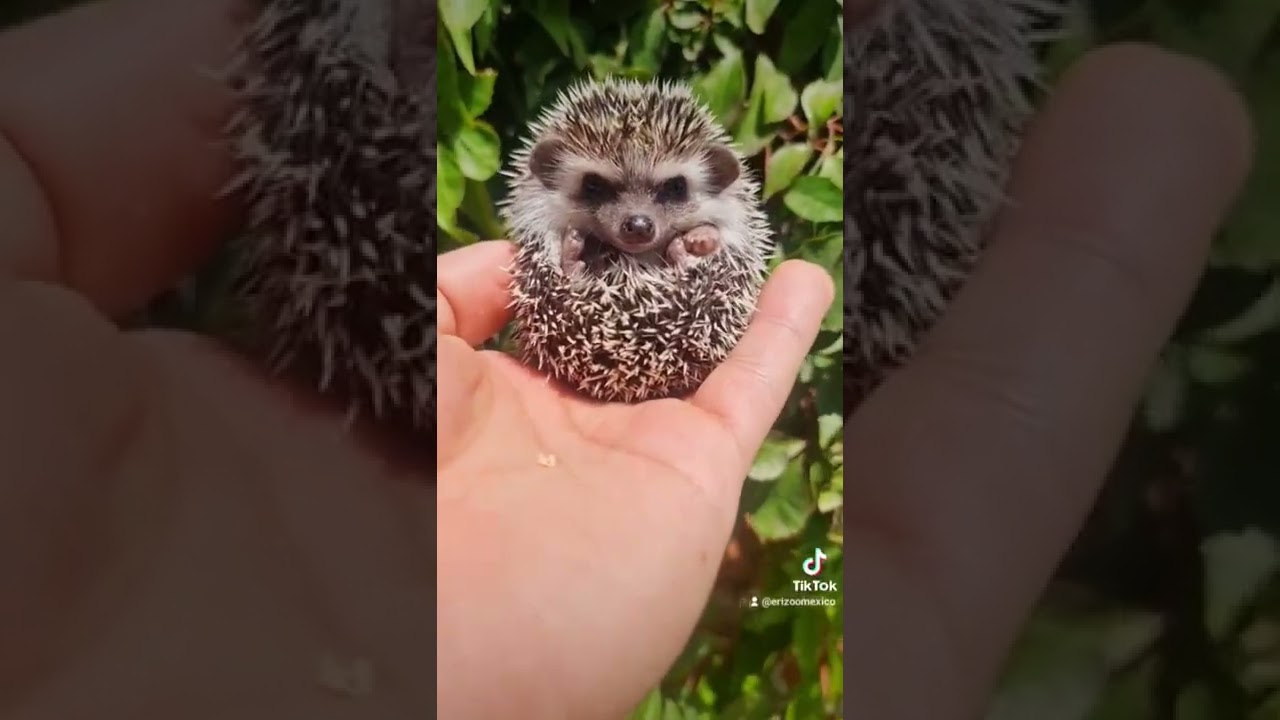 Eribebé hecho bolita | Erizoo México - YouTube