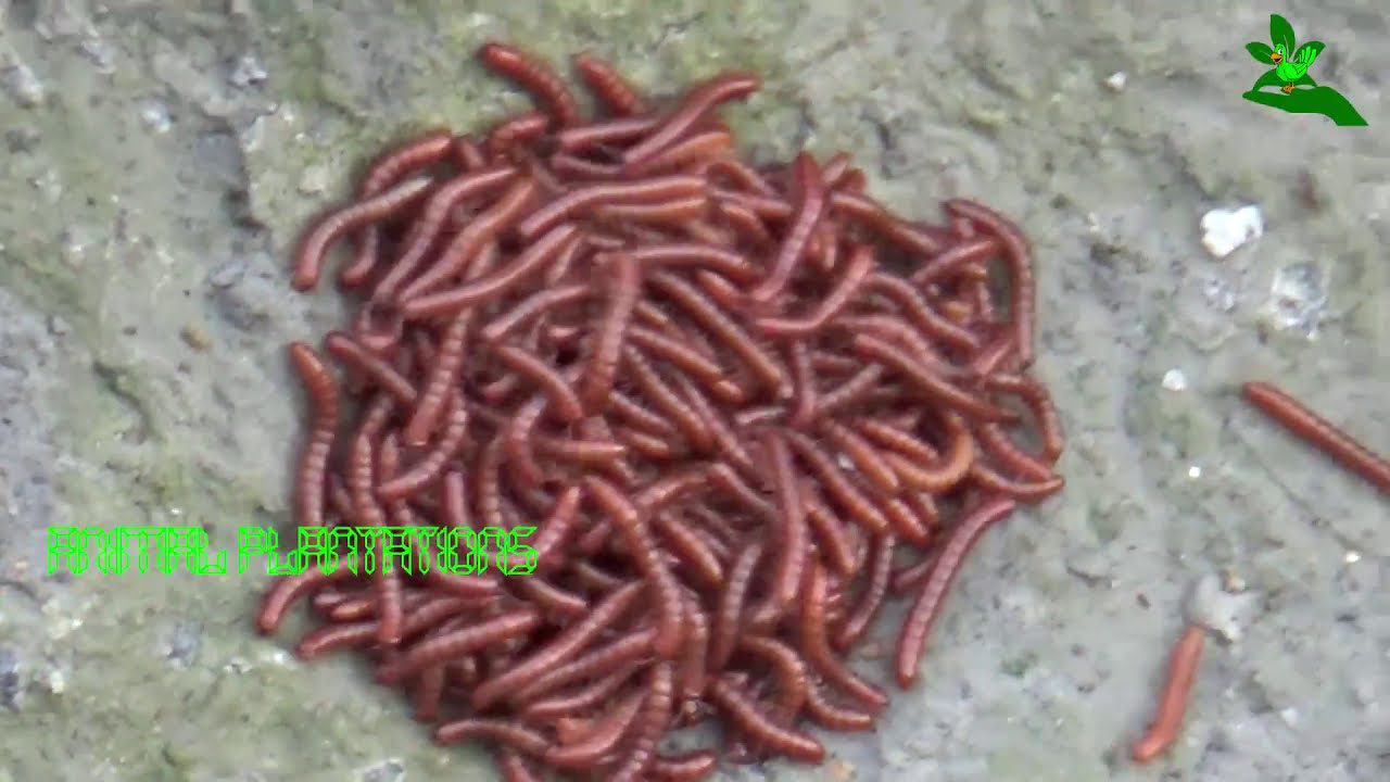 Most DANGEROUS Bugs Around The World | Most Painful and Deadliest ...