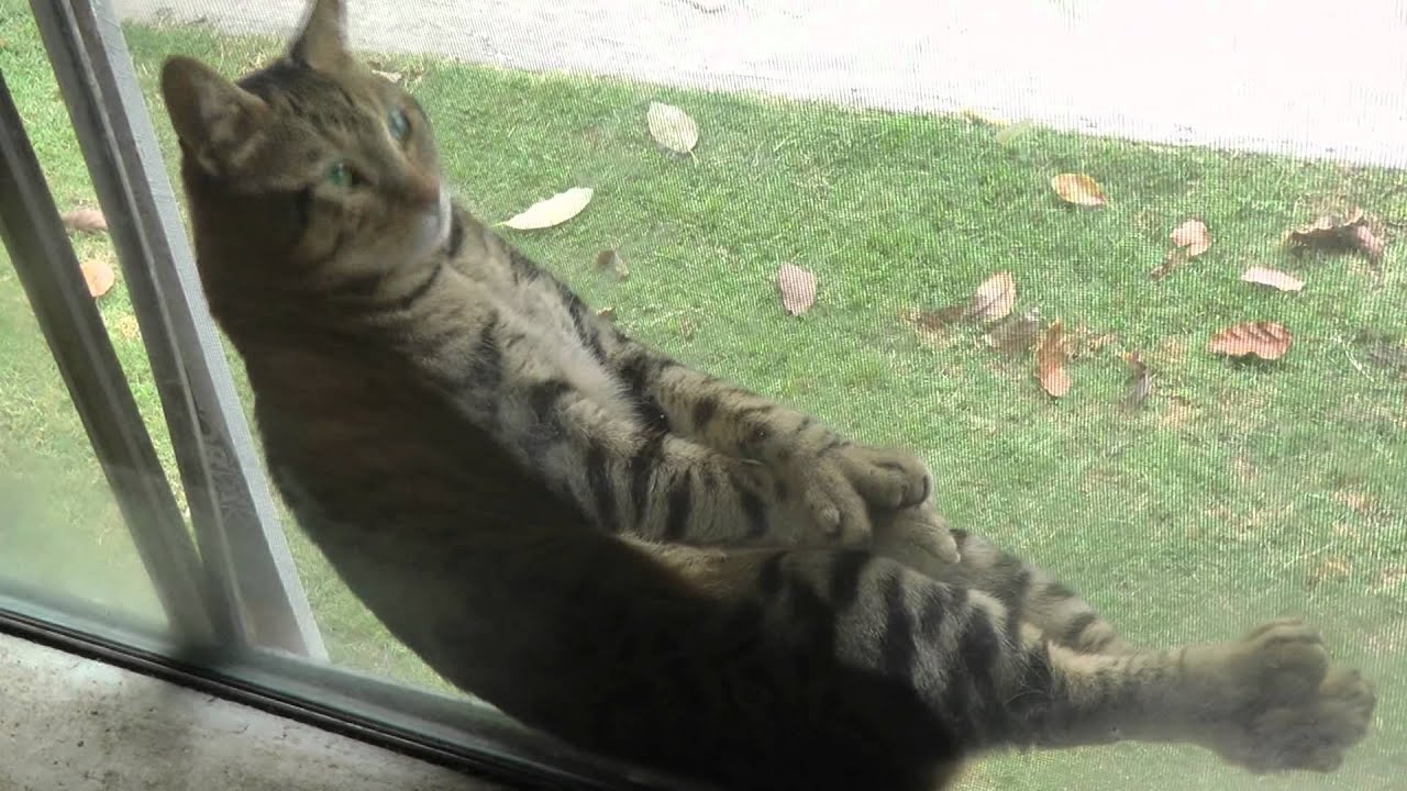 My Cat on his Back in the window. - YouTube