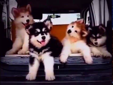 Huskies Puppies Doggy Singing and Dancing Music! | Perritos Cantando y ...