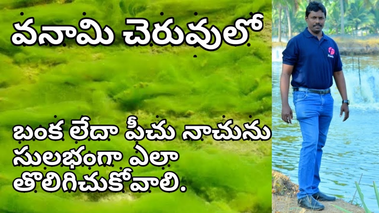 how to remove nachu in vannamei tanks in vannamei culture - YouTube