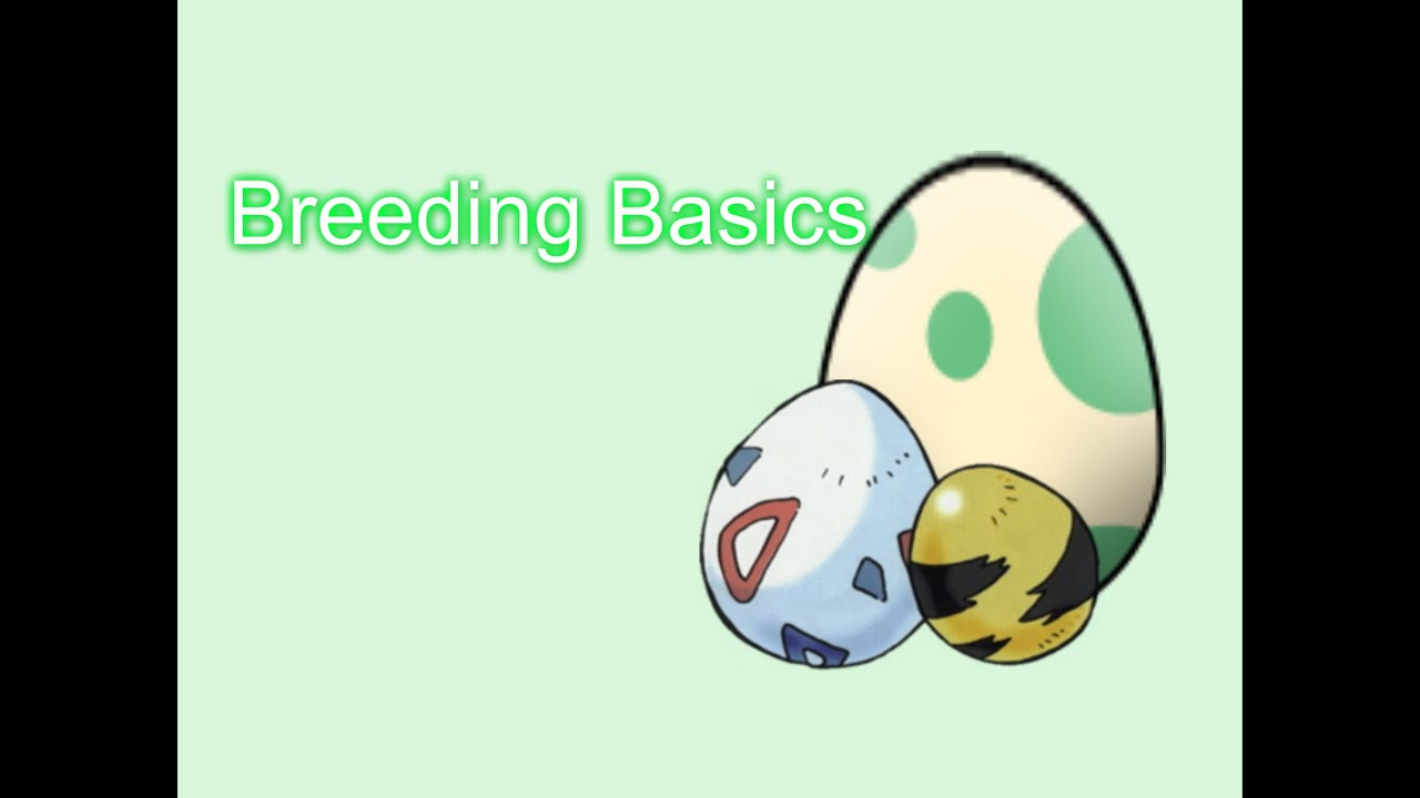 Pokemon Breeding Guide: The Basics - YouTube