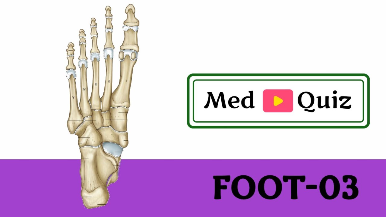 Foot-03/Foot Anatomy/lowerlimb-19/Anatomy Quiz/Medical questions and ...