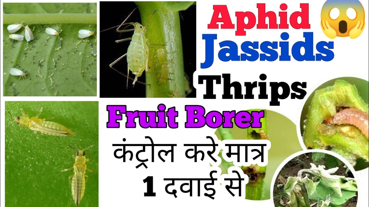 Aphids, jassids, white fly, thrips & fruit borer control Best ...