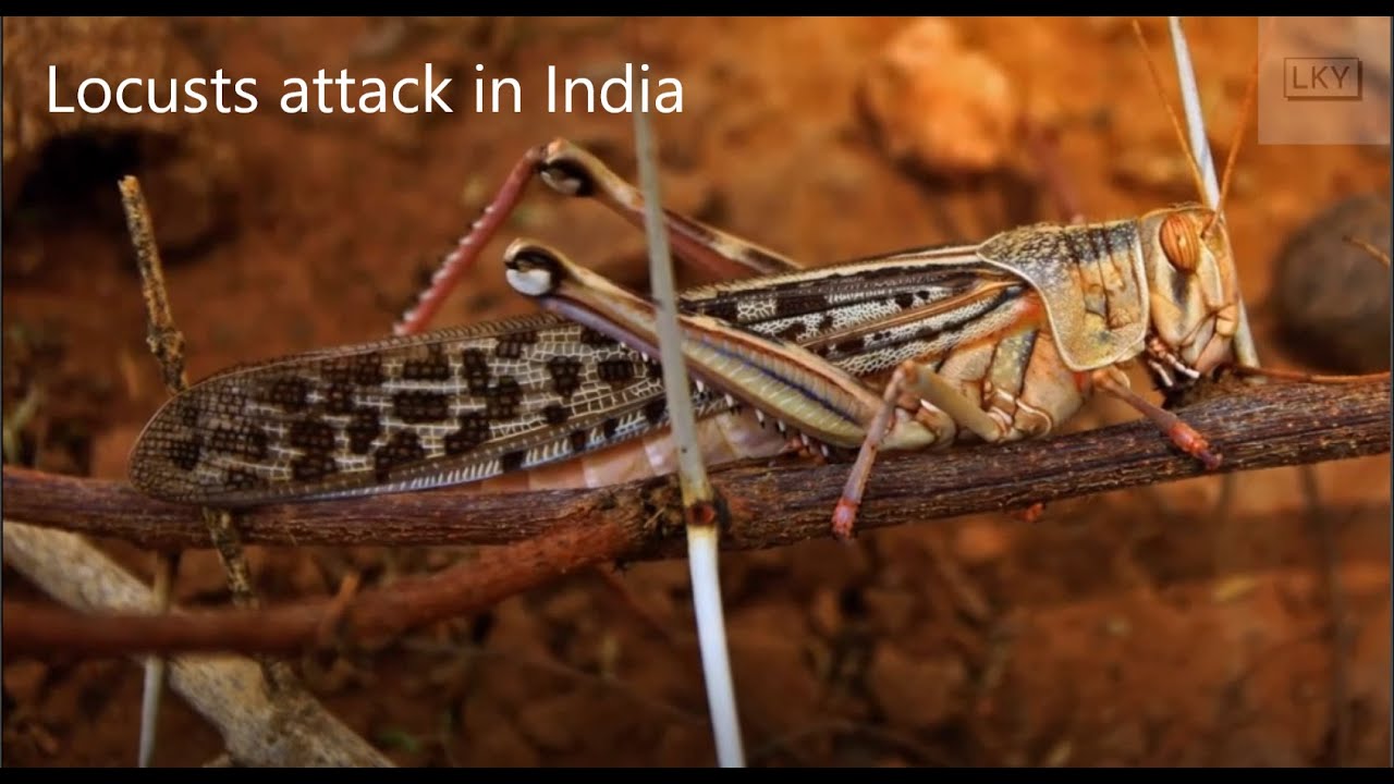 Locusts attack in india by LKY - YouTube