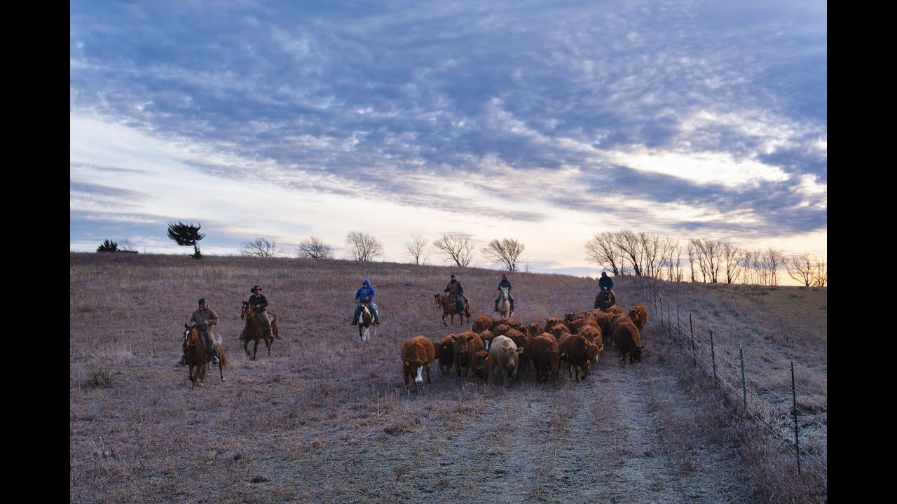 Winter cattle work at the Sauble Ranch, Dec 2023 - YouTube