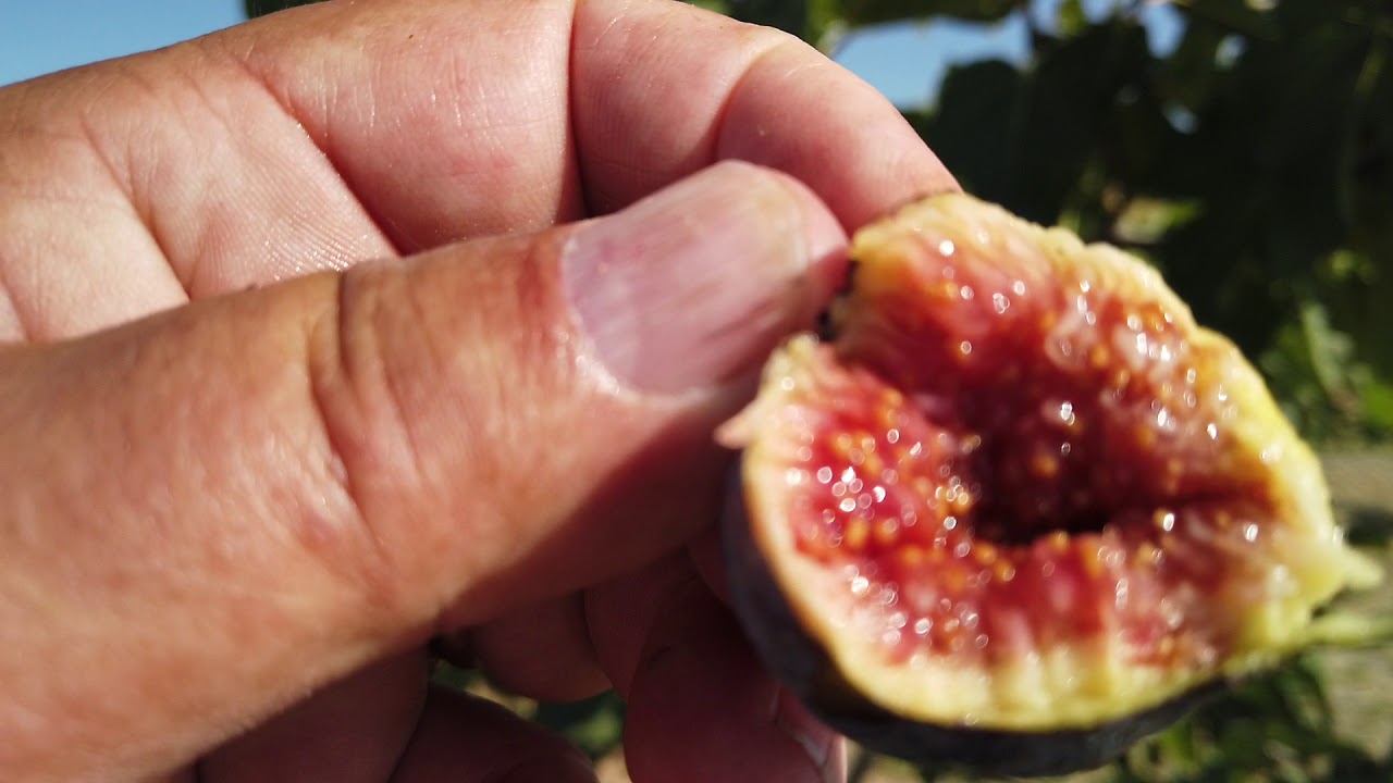 Red Libya Fig - YouTube