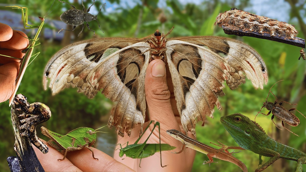 Found Giant MOTH !! hunting Caterpillar, Lizard, Katydid !! beauty ...