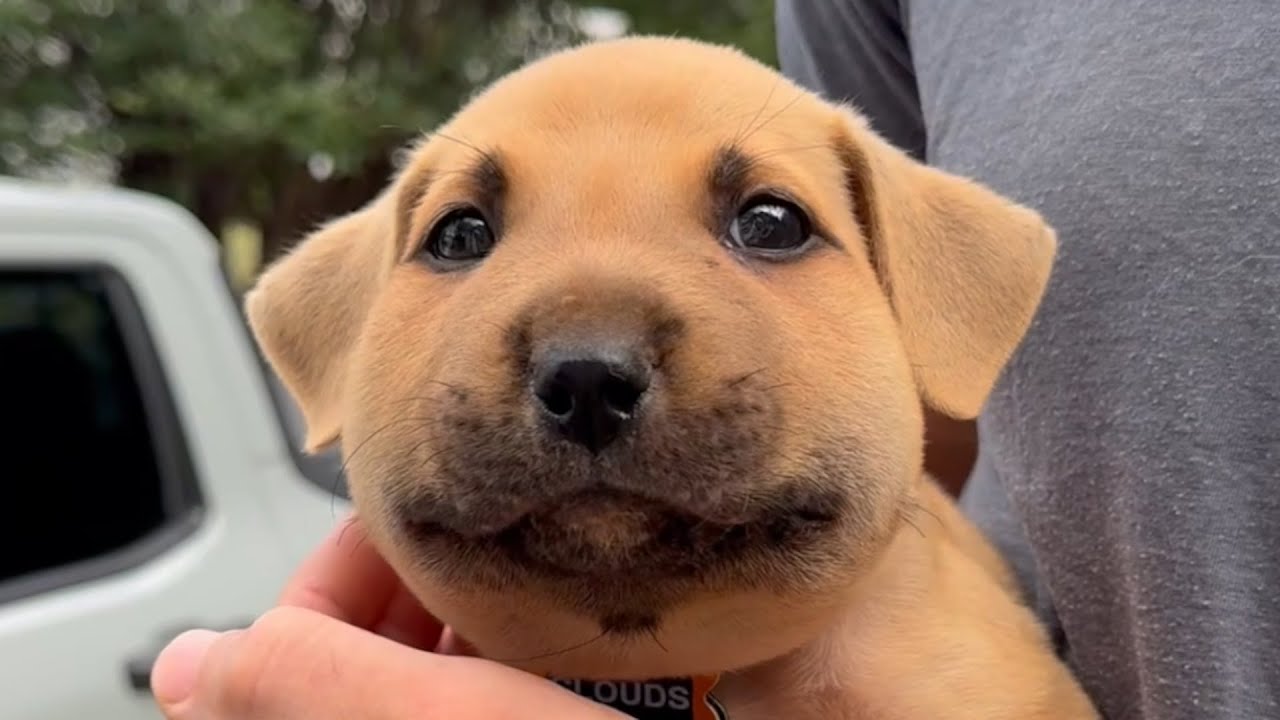 Dog meets bee, puffs up like balloon - YouTube