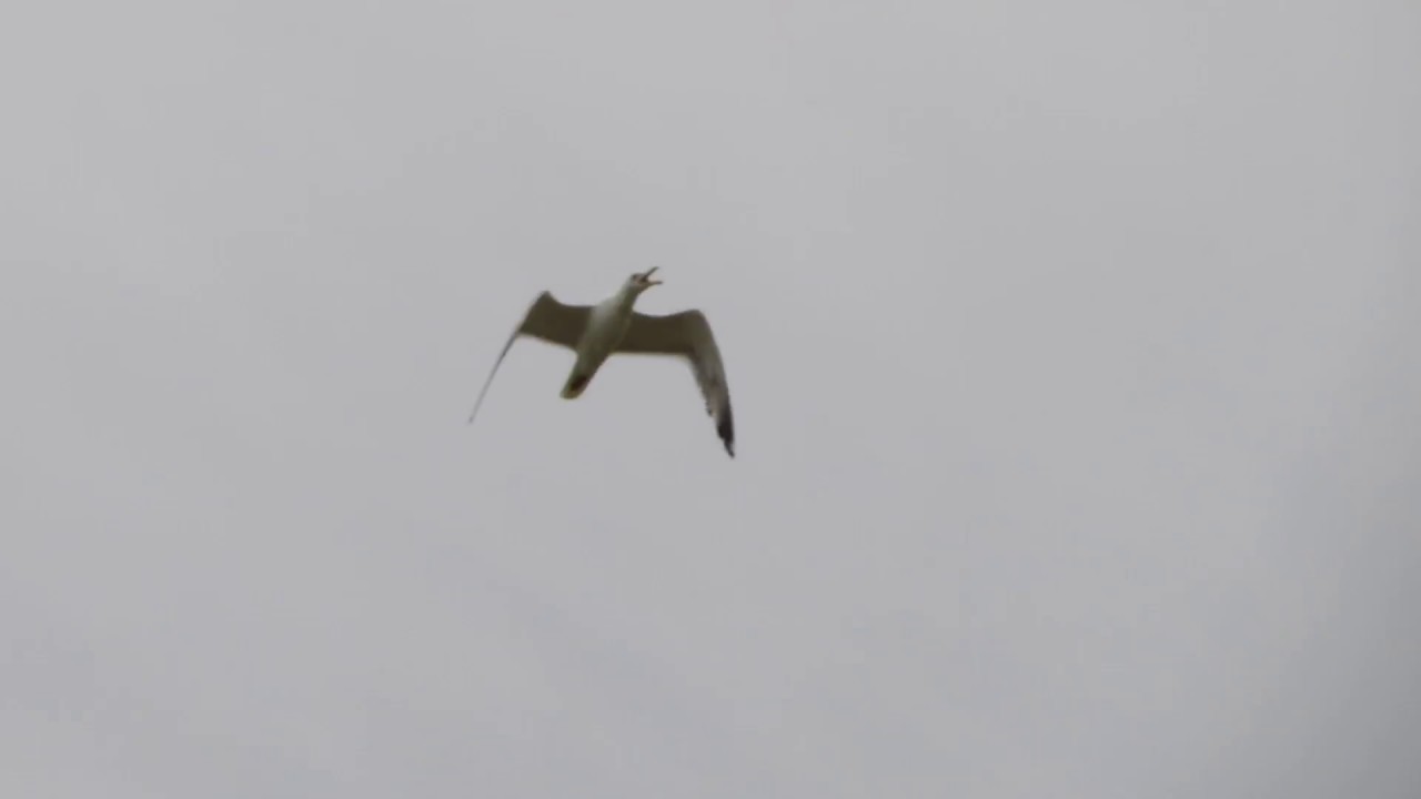 Барабинская чайка Larus barabensis - YouTube