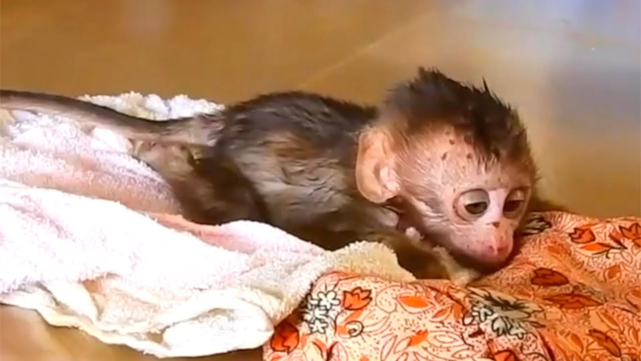 Rescued sickening orphan baby monkey - YouTube