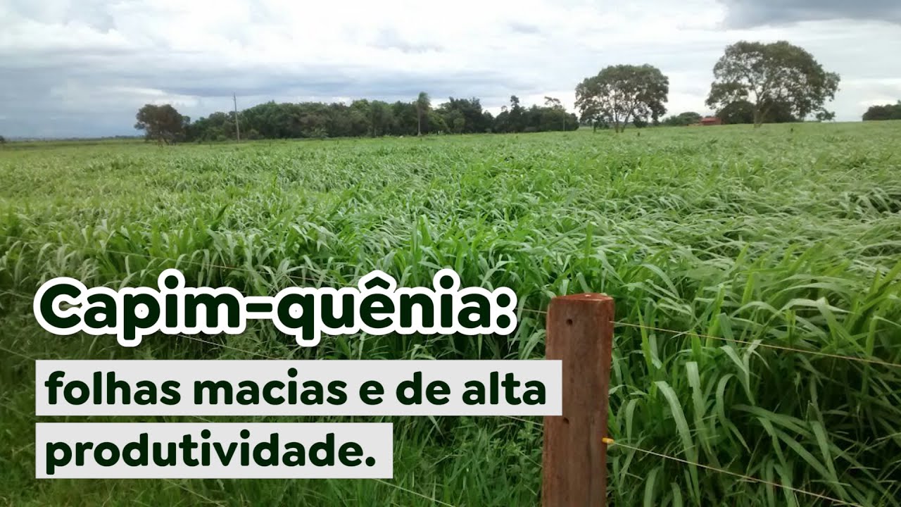 Capim-quênia: folhas macias e de alta produtividade. - YouTube
