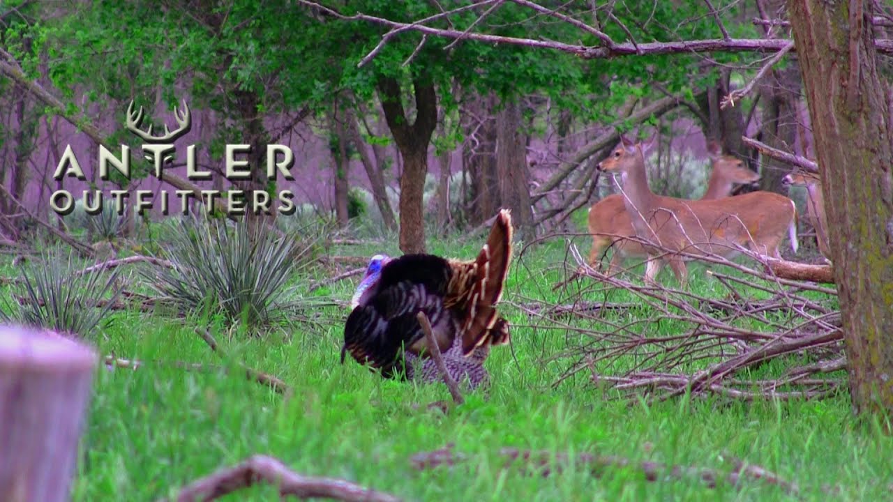 Oklahoma Archery Turkey hunt with John Droste of AntlerOutfitters.com ...