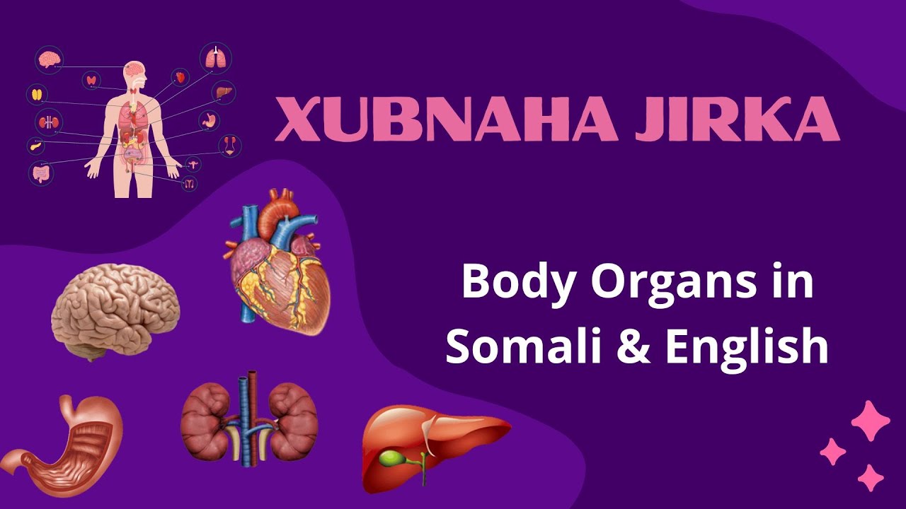 Xubnaha jirka - Body Organs in Somali & English - YouTube