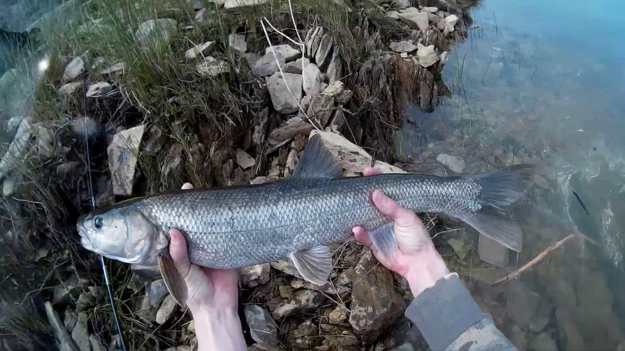 Pikeminnow at Pardee Reservoir - YouTube