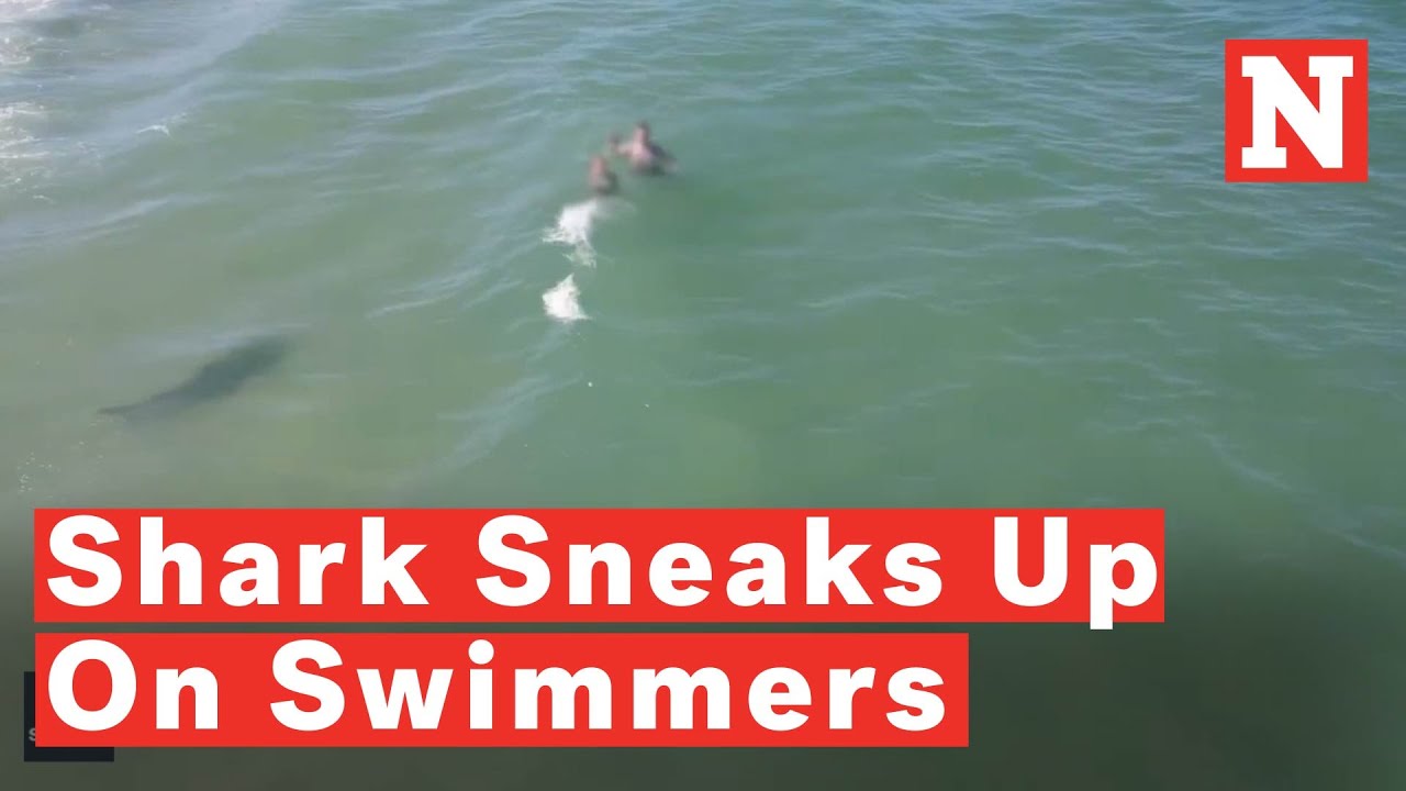 Watch: Shark Sneaks Up On Swimmers At Daytona Beach - YouTube