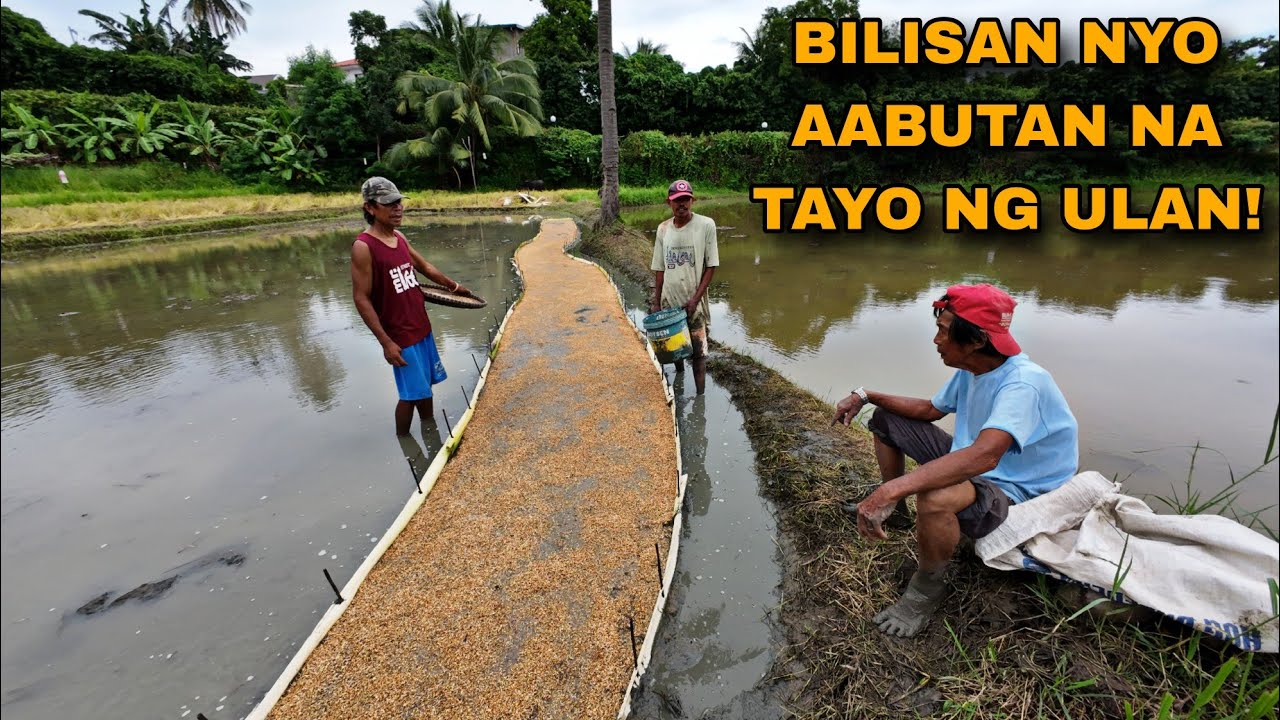 PAGPUPUNLA NG PALAY | MASARAP TALAGA MAGTRABAHO SA BUKID KASAMA ANG ...
