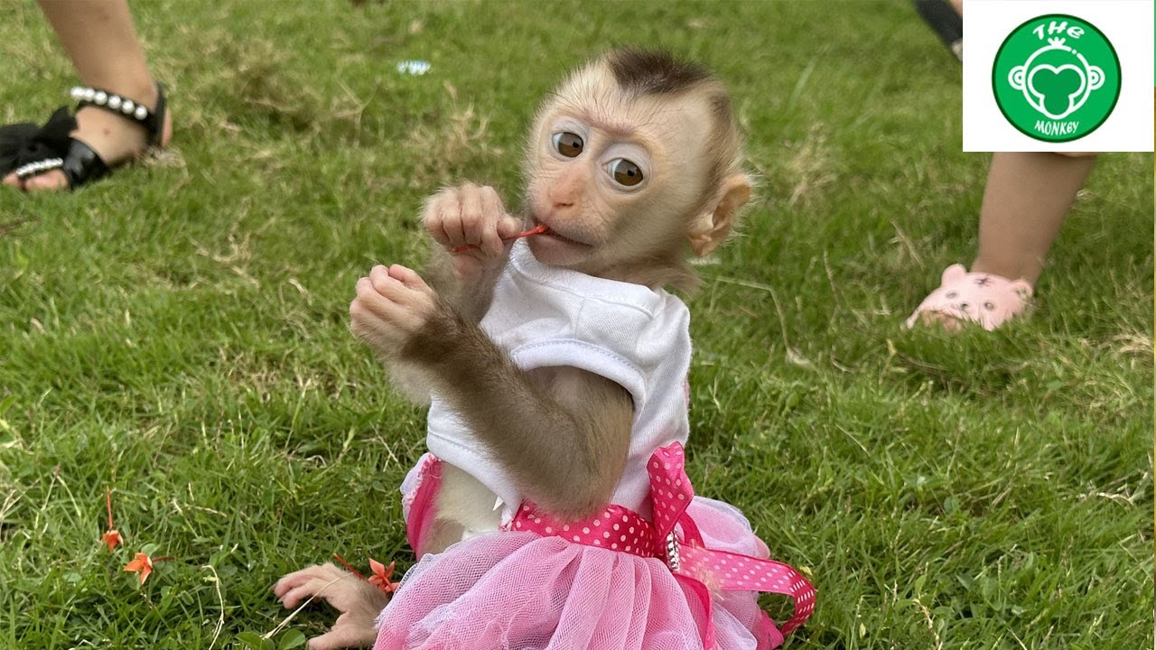 One day Monkey Mimi went on a picnic with her mother Hue - YouTube