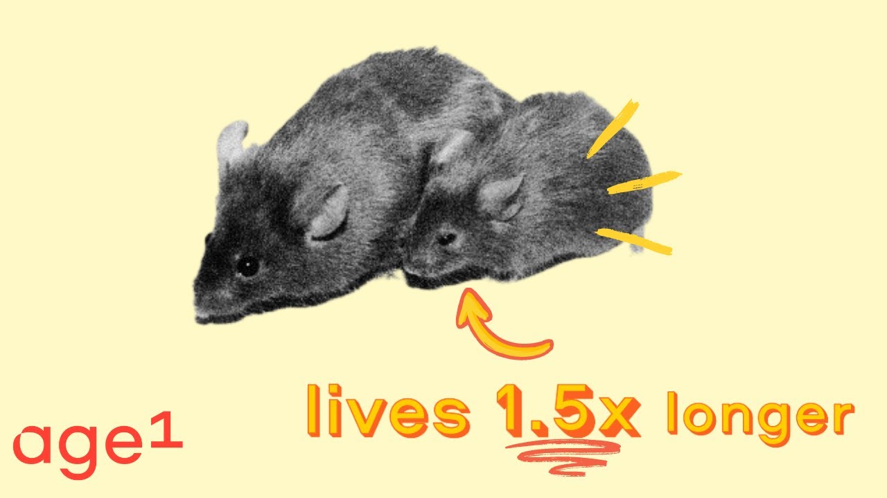 How this tiny mutant mouse lives so, so long - YouTube