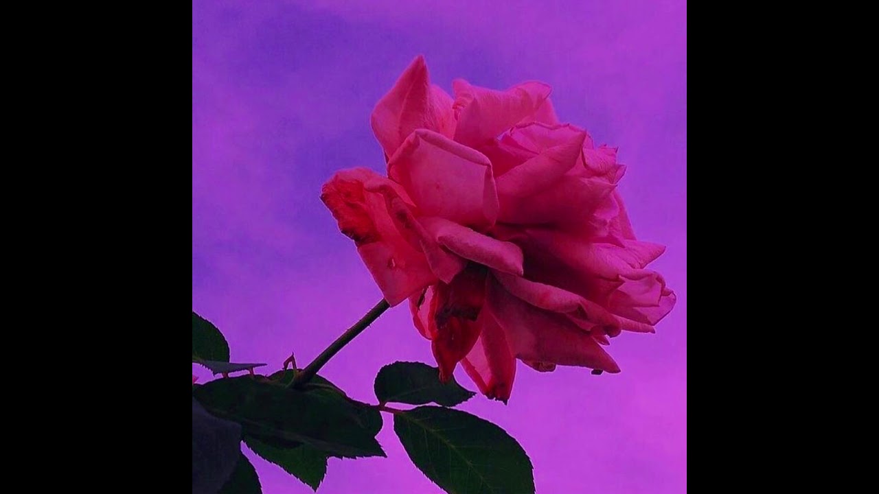 LoFi Type Beat - Flower - YouTube