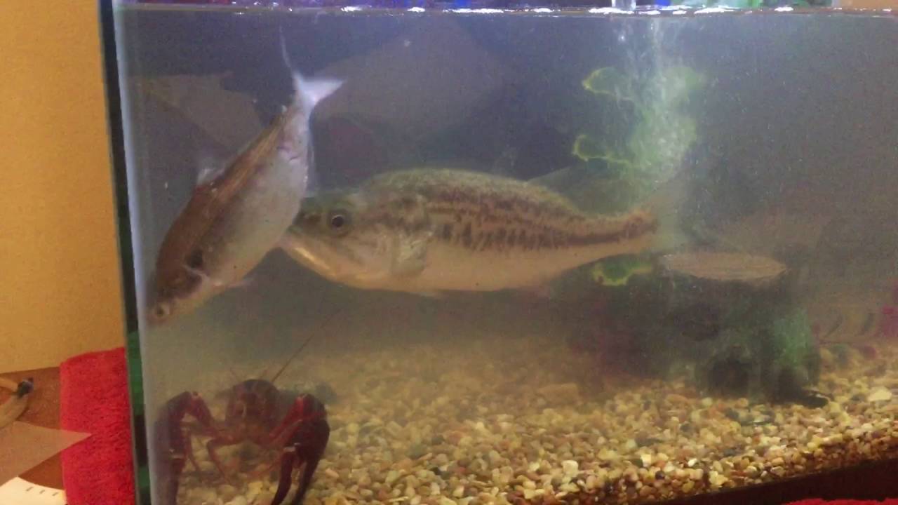 Predator and Prey: Bass, crawfish, shad and more - YouTube