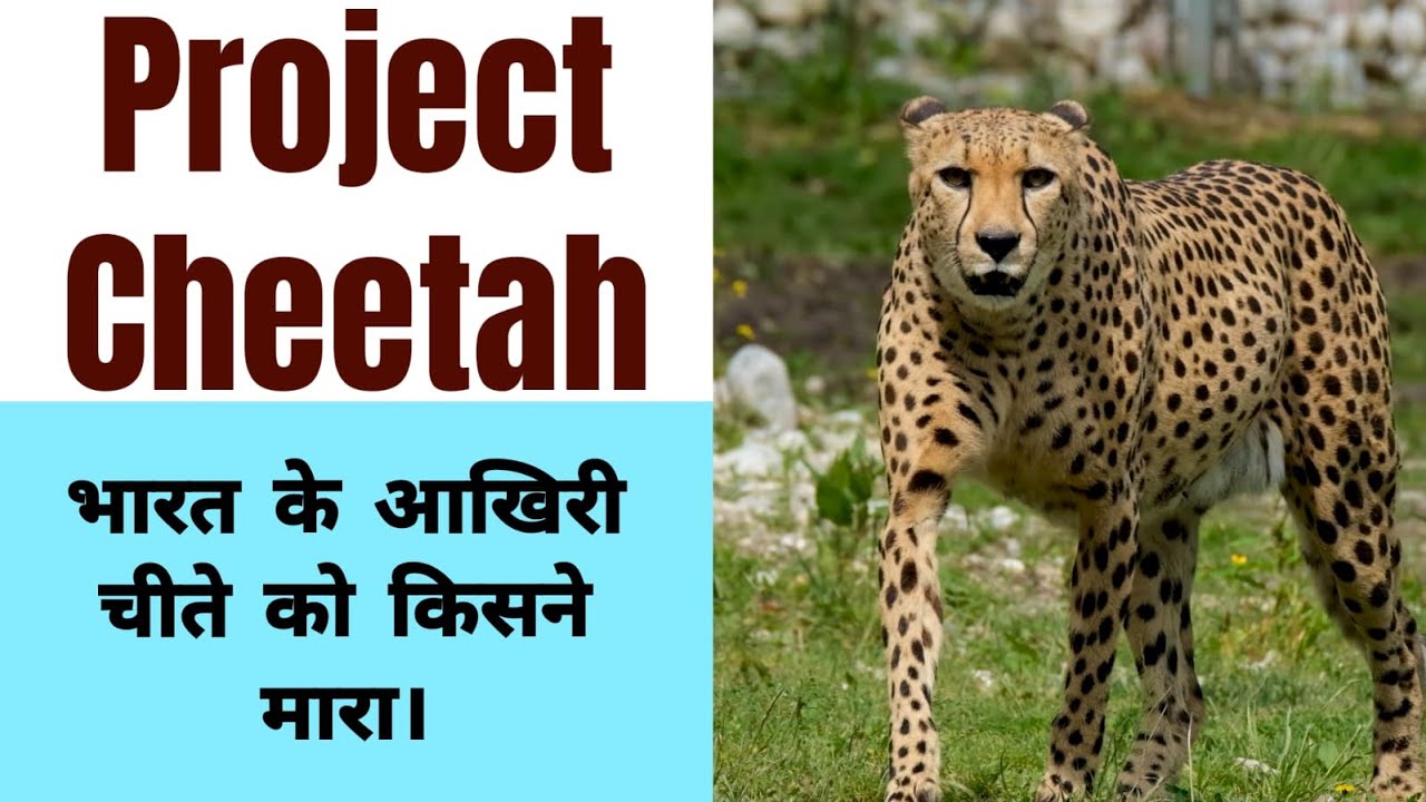 Project Cheetah क्या है | भारत में आख़िरी चीते को कब, कहाँ, किसने मारा ...