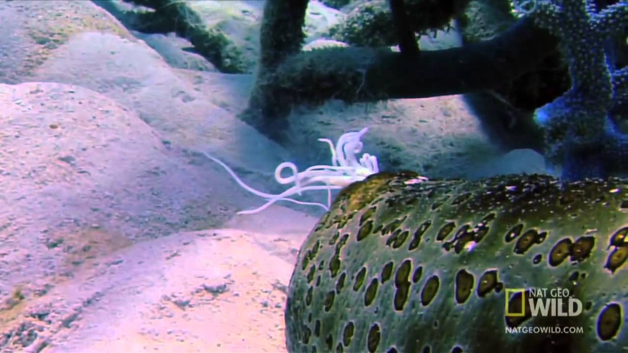 World's Weirdest - Sea Cucumber Fights with Guts Literally (NatGeo ...