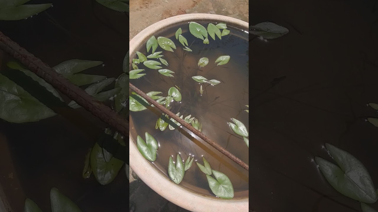 Lily fish in top - YouTube