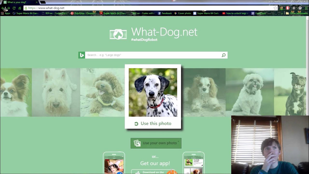 What Dog.Net Episode 1: What Kind of Dog Are you? (Realizing I got 200 ...