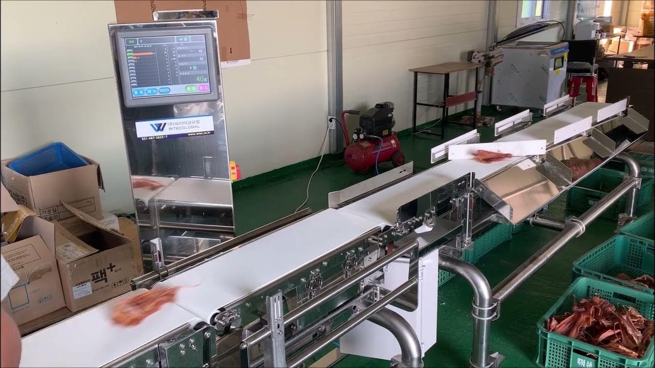[웨이텍] 다단 중량선별기 (오징어) Multi sorting check weigher (for squid) - YouTube
