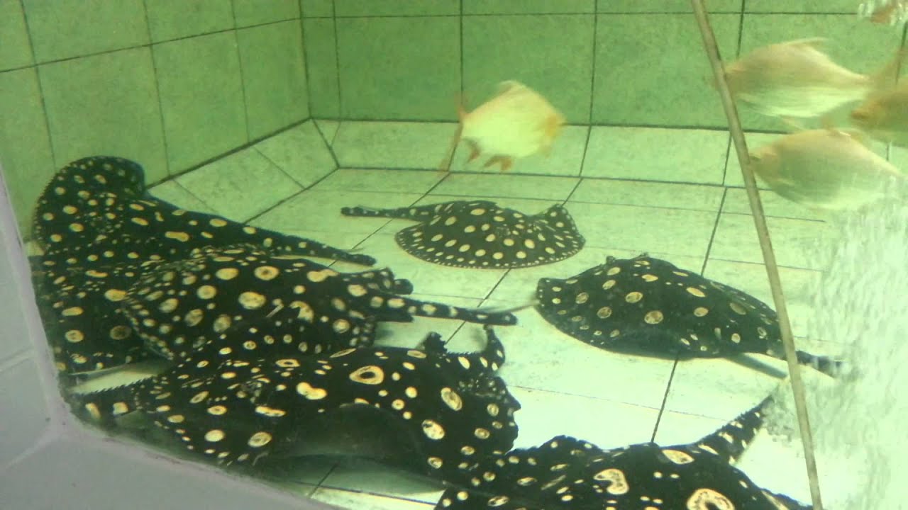 .Black diamond from Diamond ray farm in Thailand part 2 - YouTube