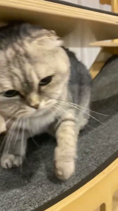 나쁜 고양이 착한 고양이 Youtube