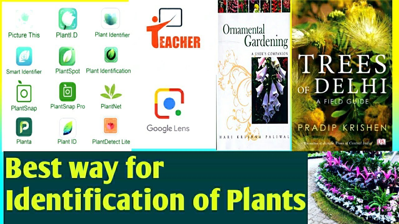 Best Easy Way To Identify The Ornamental Plants app To Identify Plants best-easy-way-to-identify-the-ornamental-plants-app-to-identify-plants