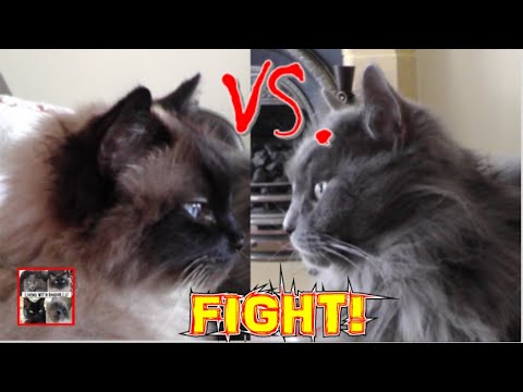 Ragdoll cat brothers have a half hearted fight! #cutecats #funnycats # ...