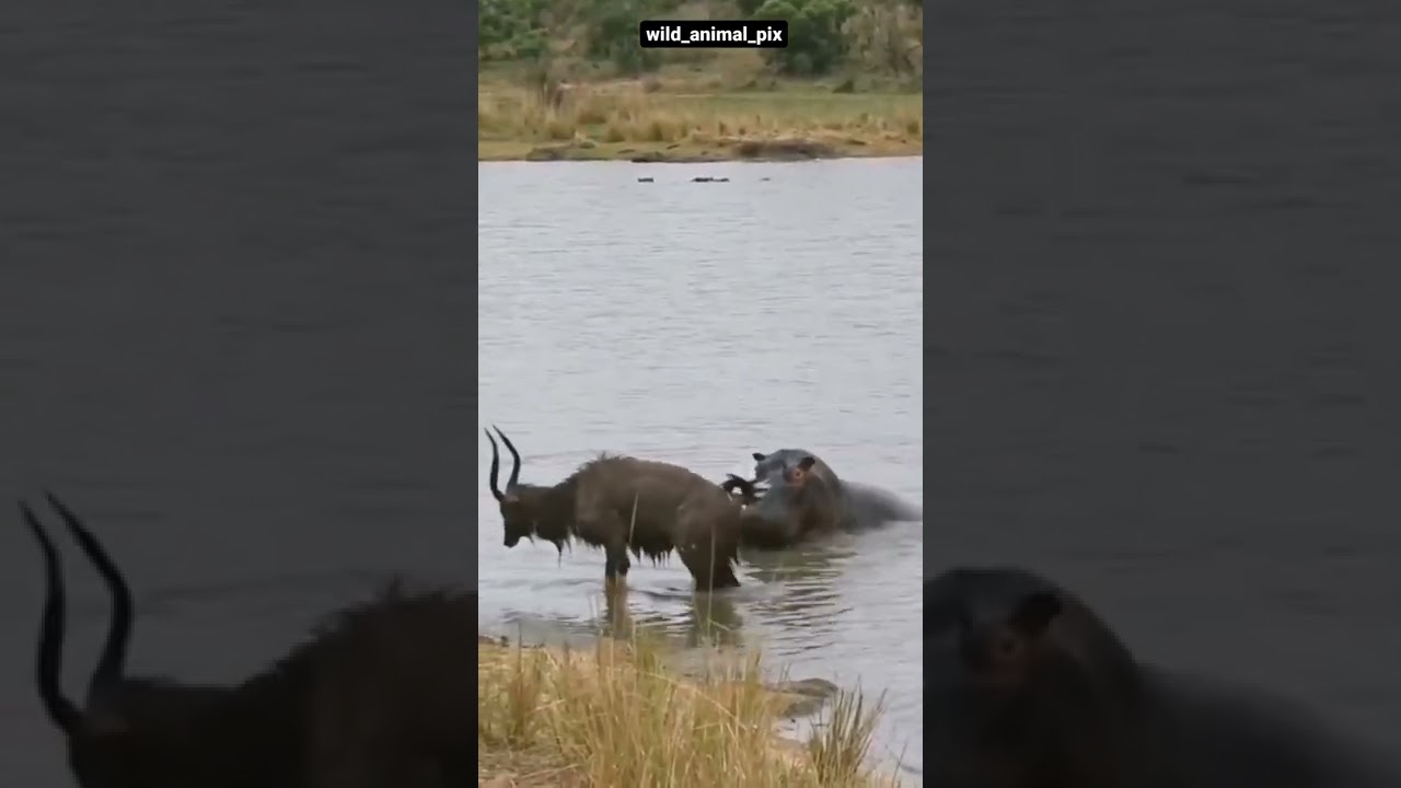 Wild Life x Animal Lifes series (4) - YouTube