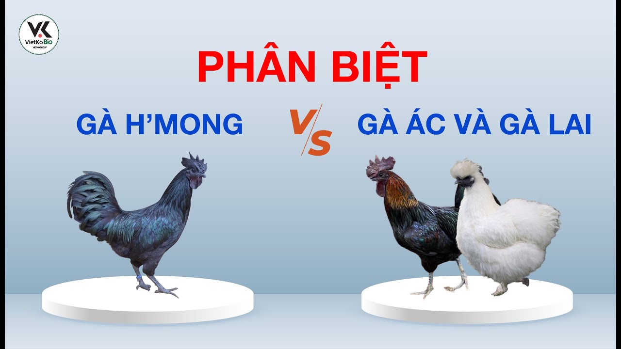 Hướng dẫn cách phân biệt gà đen H’Mông thuần chủng với gà nuôi và gà ác ...