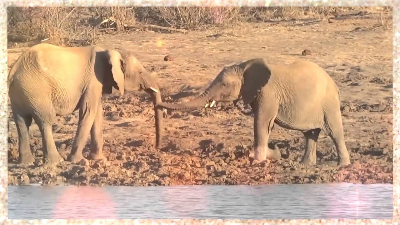 RHULANI MINUTE SAFARI - Elephant herd at Tlou dam - YouTube