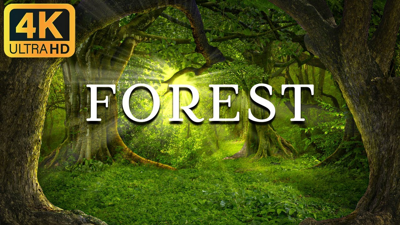 Forest 4K - Natural Wonders with Peaceful Relaxing Music and Meditation ...